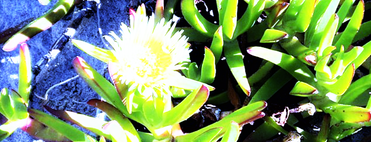 Cabo da Roca, Portugal – Poem, Image & A Reading by V. B. Borjen ...