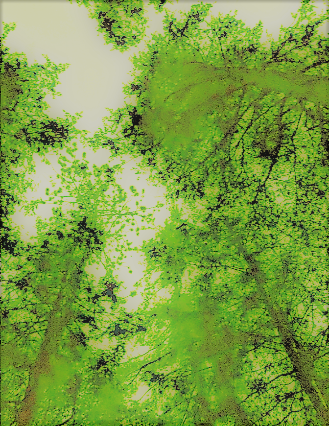 Panegyric: the work of trees – A Poem by Gayle J. Greenlea – IceFloe Press