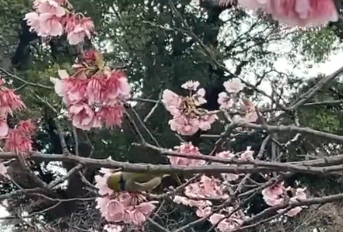 Tan-Renga Works & Video by Uchechukwu Onyedikam / Christina Chin w ...