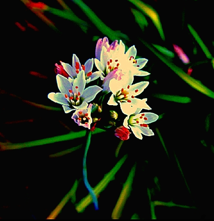 5 Poems and Visual Art – Moira J. Saucer – IceFloe Press
