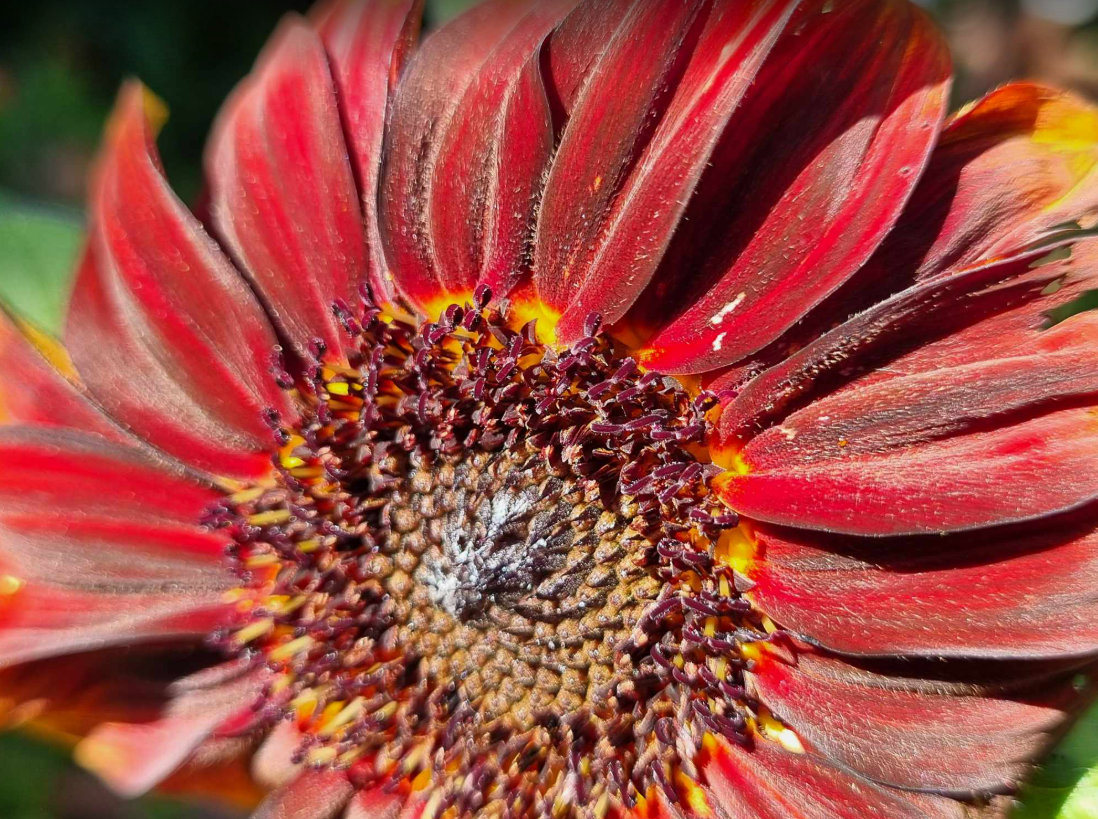 Three Poems – Rose Knapp / Art – Ankh Spice – IceFloe Press